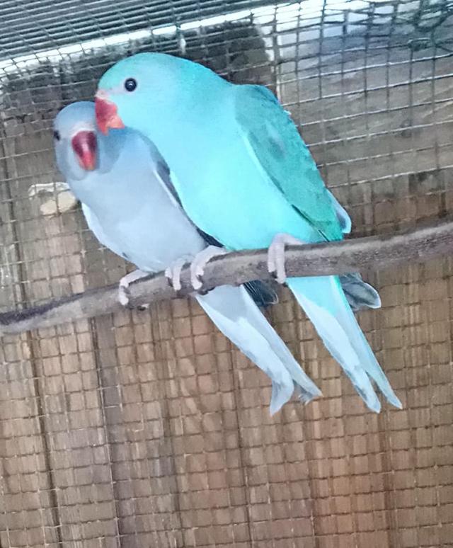 Photo d'oiseau principale